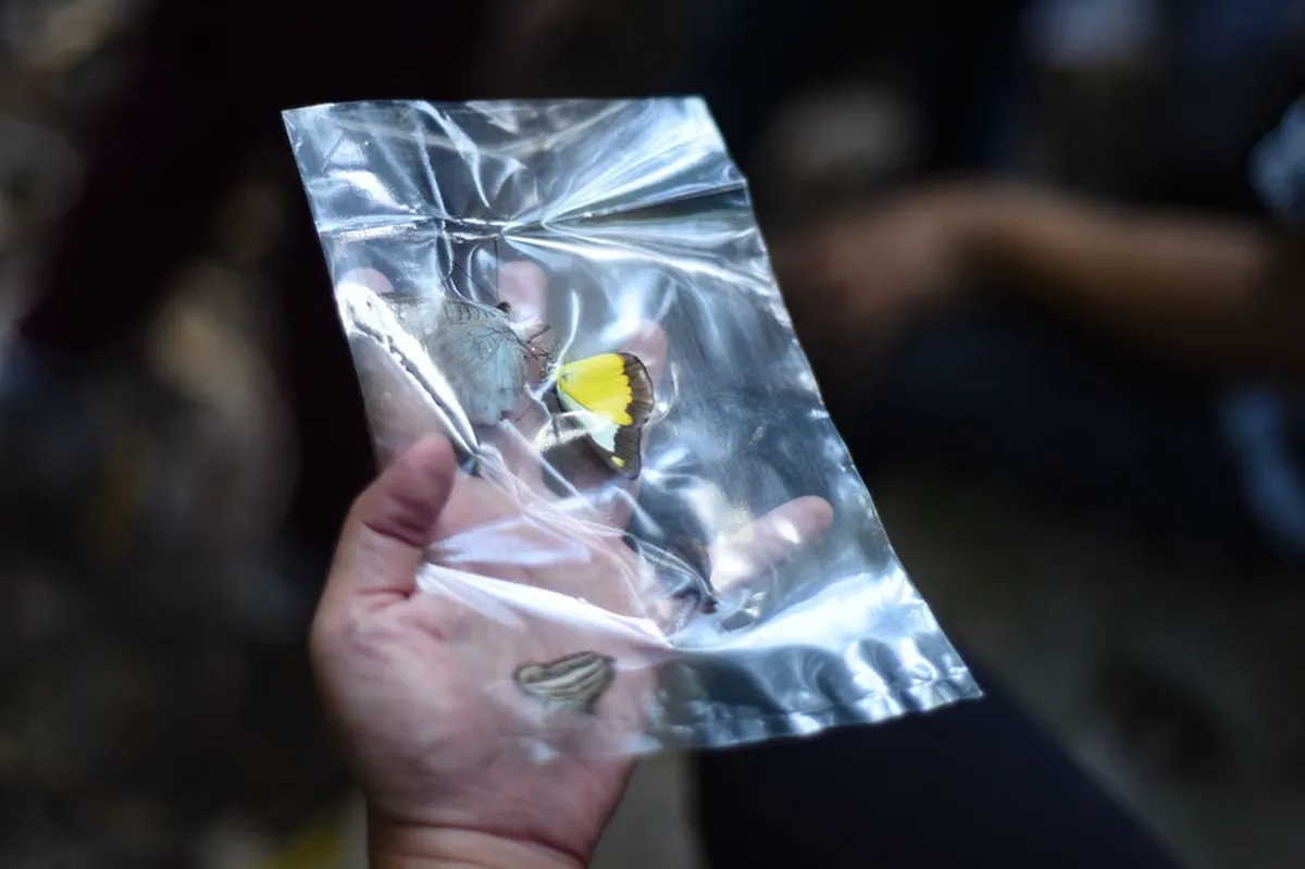 Key to butterfly climate survival may be color coded | ABS-CBN