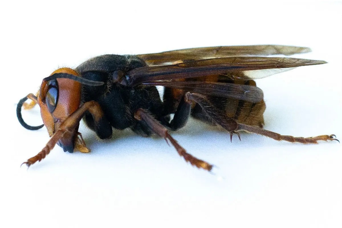 'Murder hornet' nest vacuumed out of tree in Washington state | ABS-CBN ...