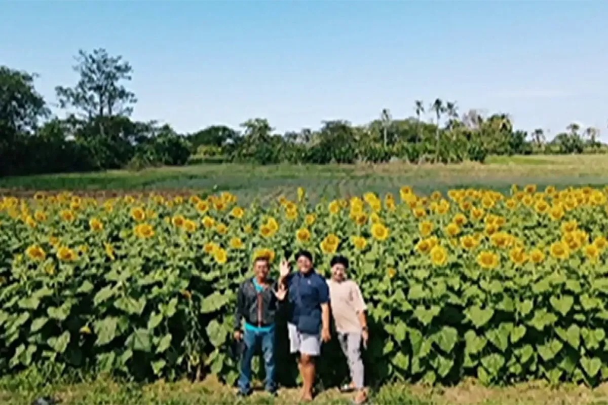 Sunflower farm sa Occidental Mindoro, dinarayo | ABS-CBN News