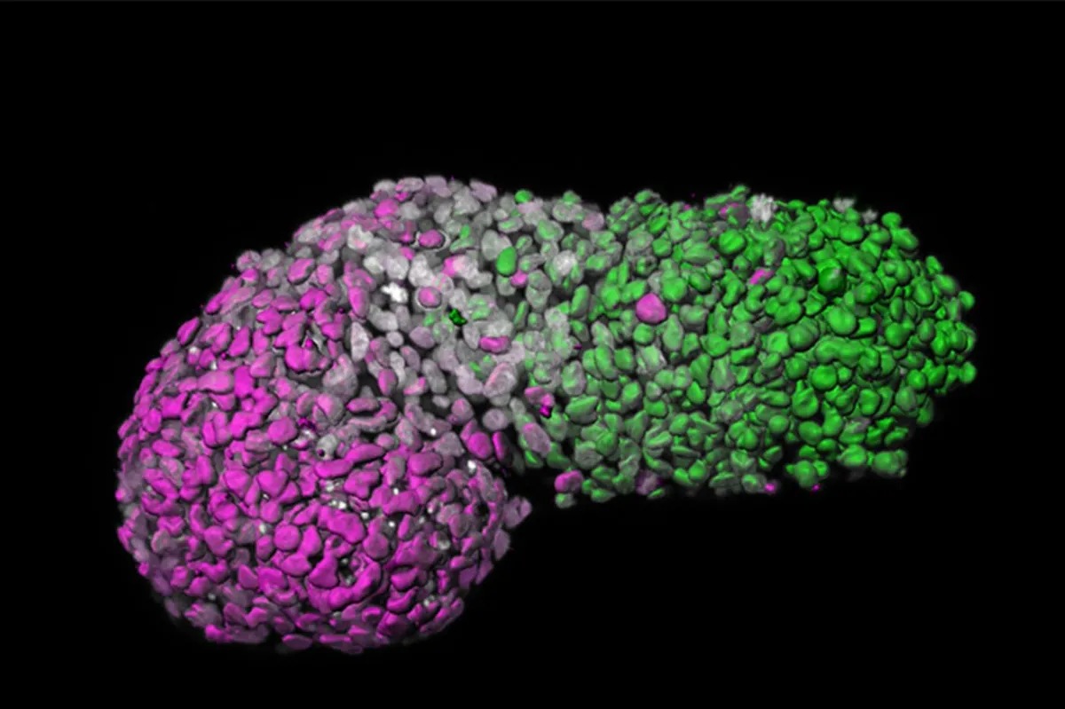 Scientists grow 'model' human embryos from stem cells | ABS-CBN