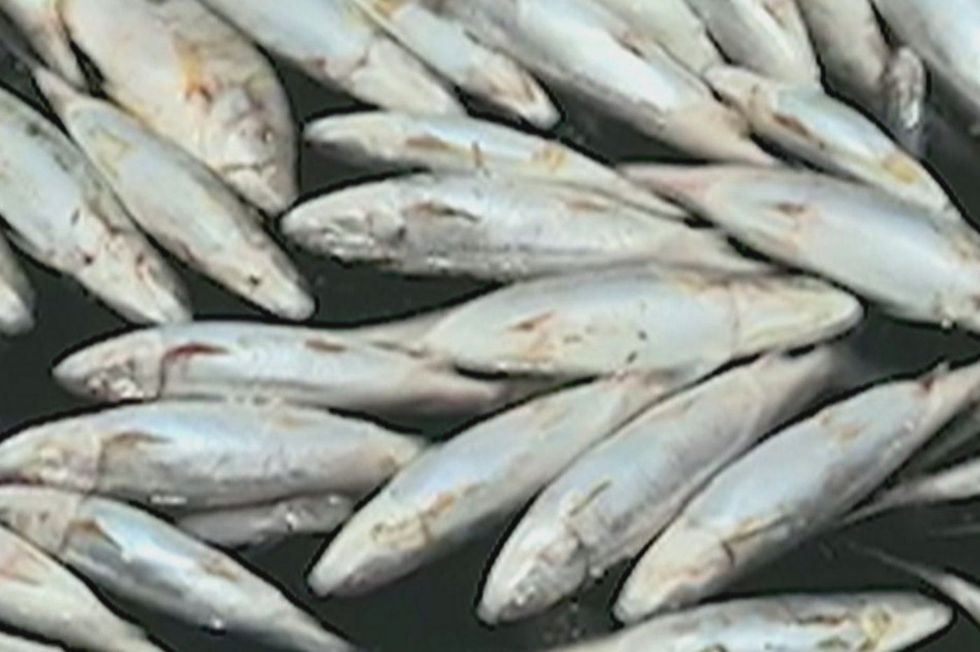 Higit 35,000 kilo ng bangus apektado ng fish kill sa 2 bayan sa ...