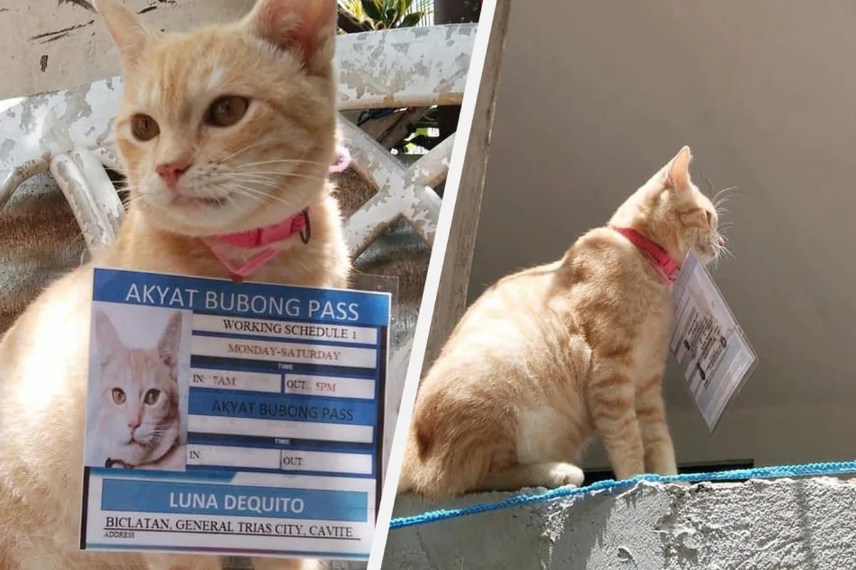 TINGNAN: Pusang may 'akyat-bubong' pass kinaaliwan sa social media ...