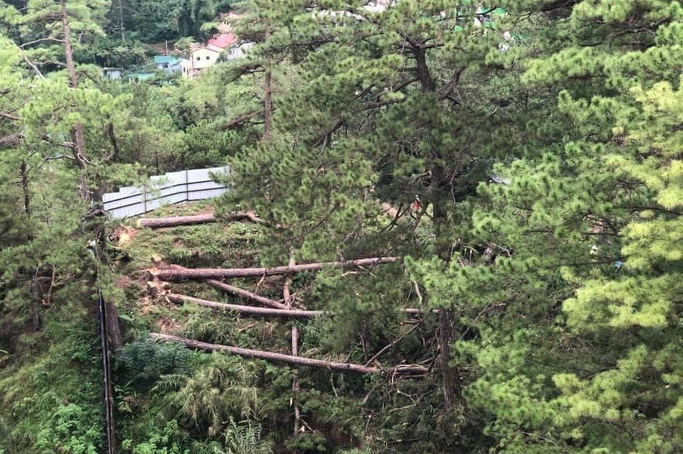 Pagpuputol ng puno sa Baguio City para sa pagpapatayo ng gusali ...