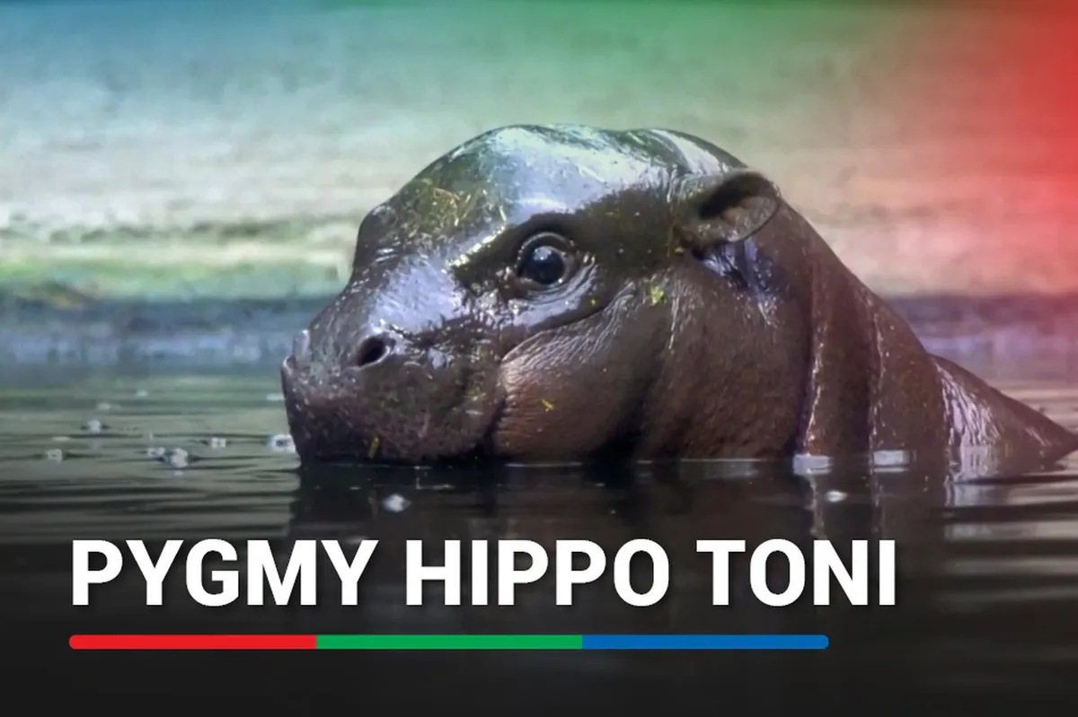 Pygmy hippo Toni explores Berlin Zoo pool | ABS-CBN News
