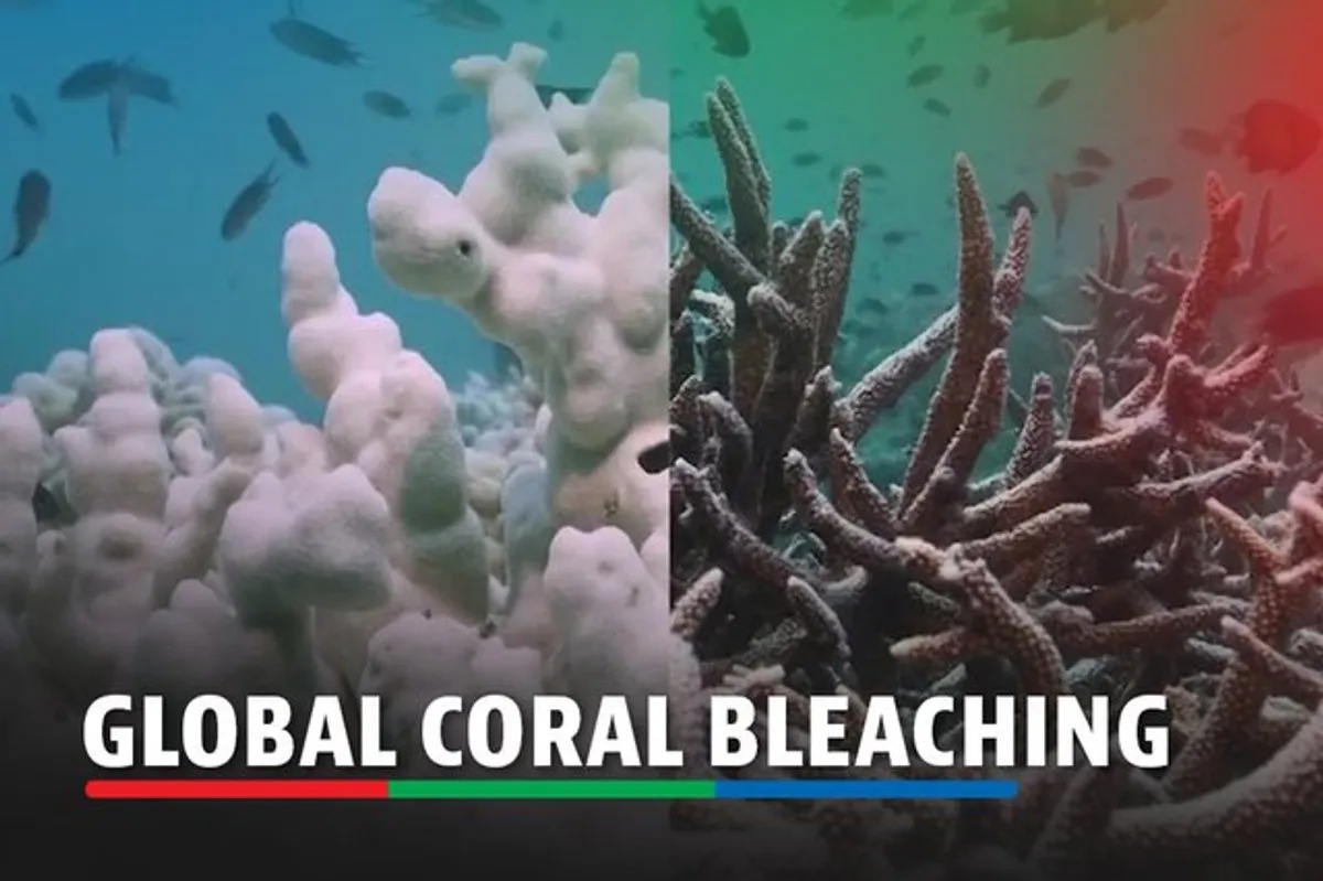 Global coral bleaching now the largest on record | ABS-CBN News