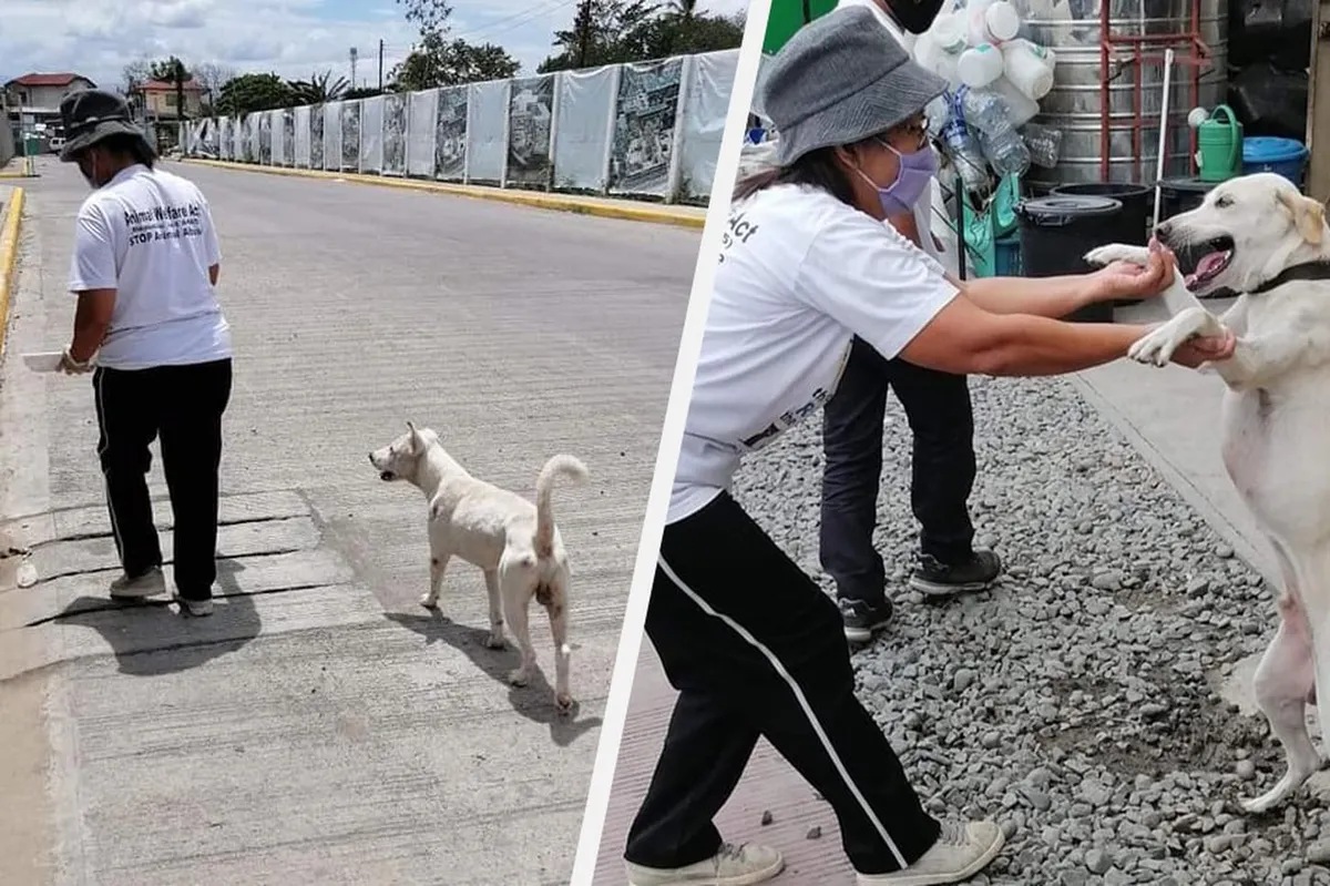Mga asong-gala pinapakain ng animal welfare advocates sa Davao sa gitna ...