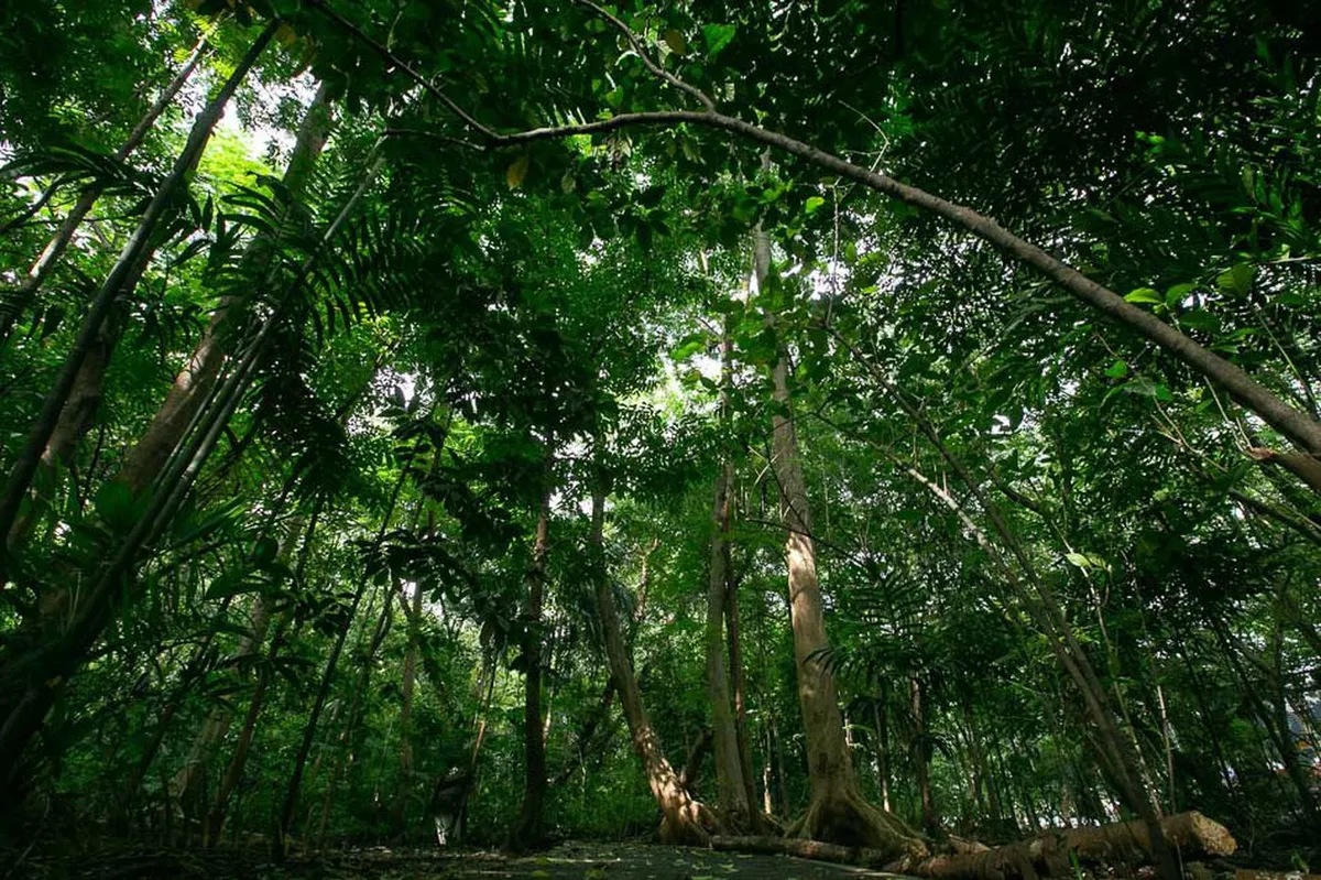 Manila's Arroceros Park declared permanent forest park | ABS-CBN News