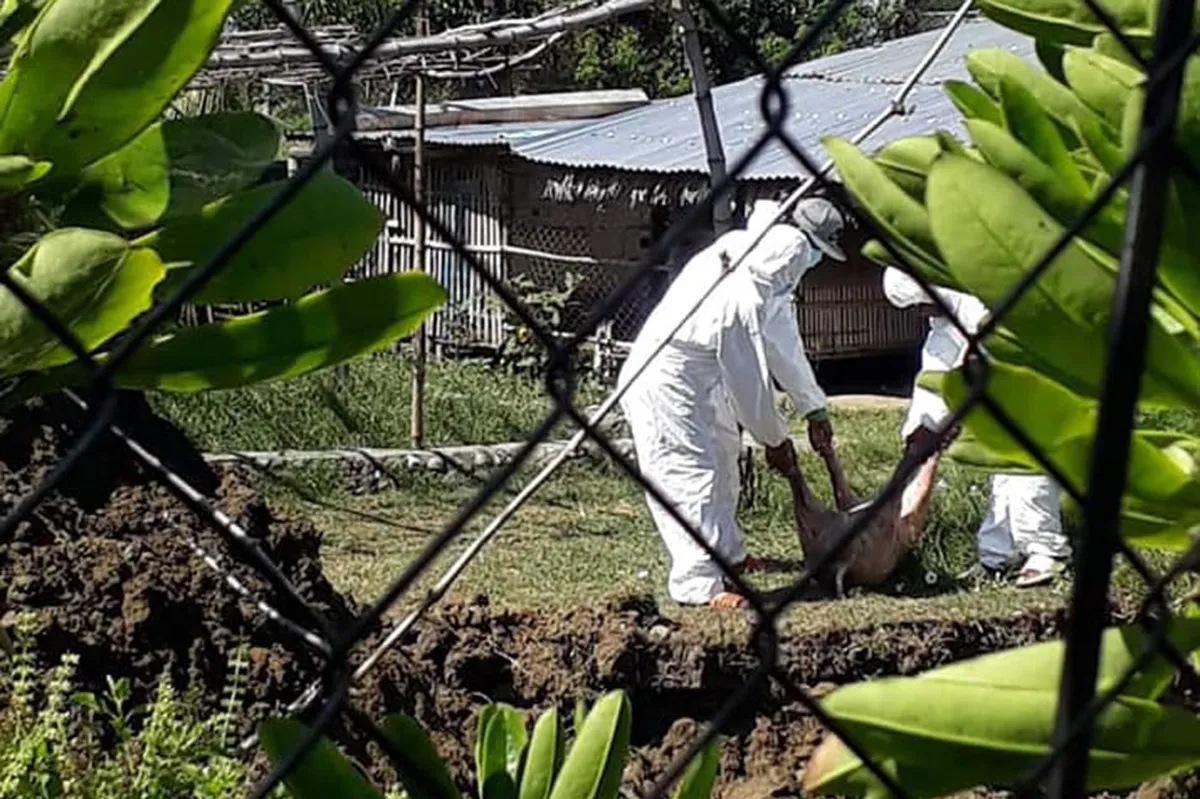 Nasa 100 baboy sa Lingayen kinatay dahil sa ASF | ABS-CBN News