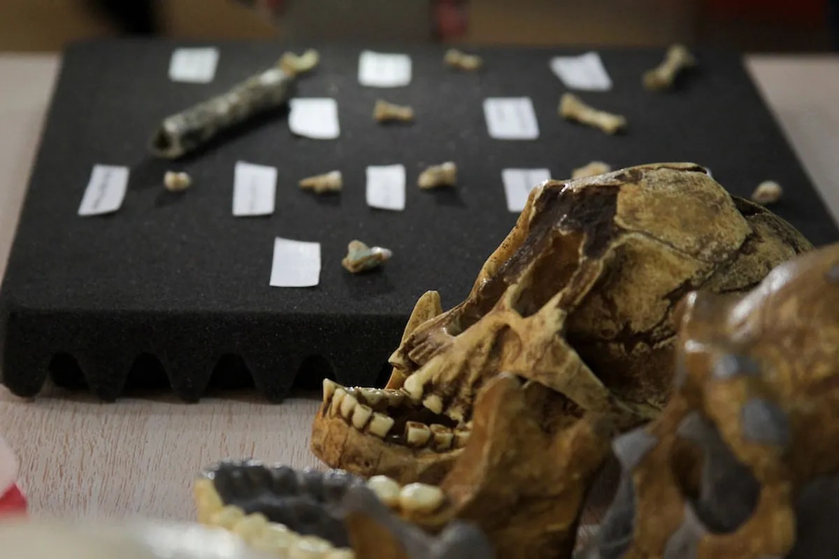 Homo luzonensis team pursue tests to place dwarf species in human ...