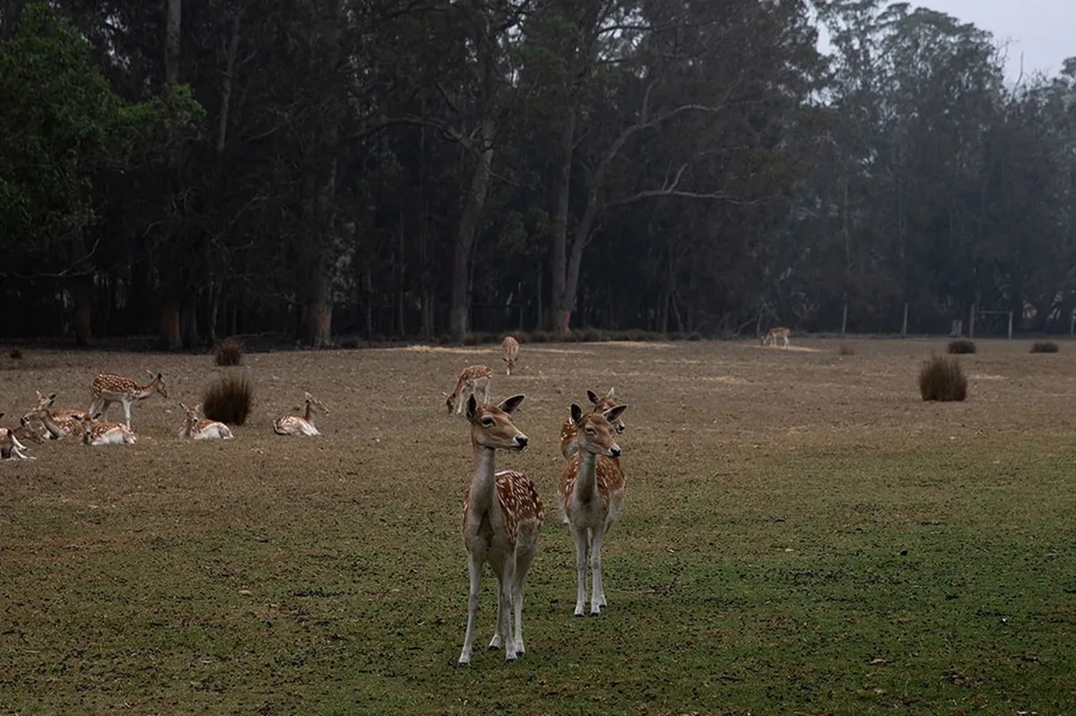 'It meant so much': Australian farmer loses deer farm to raging blaze ...