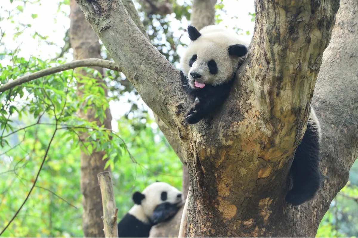 Giant pandas Ying Ying and Le Le mate for the first time at Hong Kong’s ...