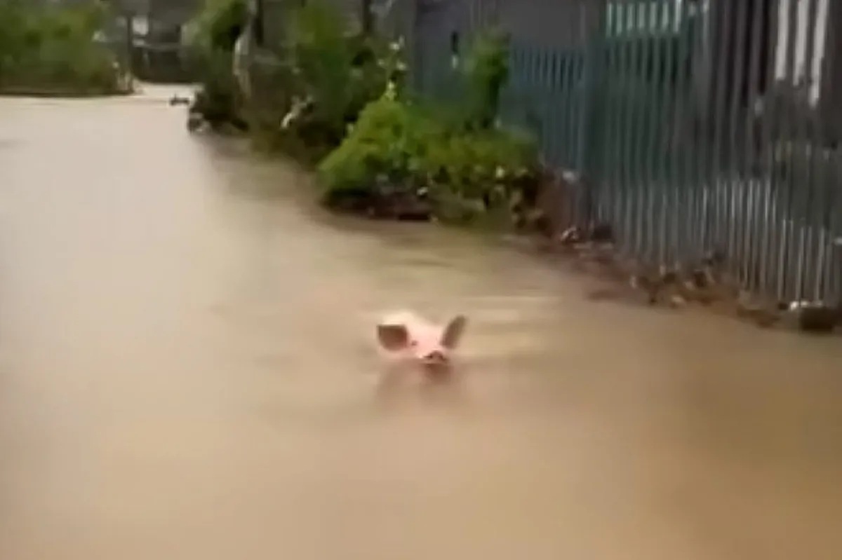 Baboy, nakuhanan ng bidyo habang lumalangoy sa baha | ABS-CBN News