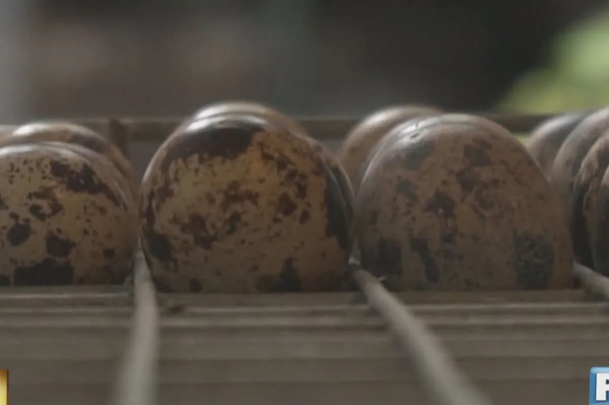 Paano nakatutulong ang itlog ng pugo sa paglaki ng bata? | ABS-CBN ... Paano nakatutulong ang itlog ng pugo sa paglaki ng bata? | ABS-CBN ...