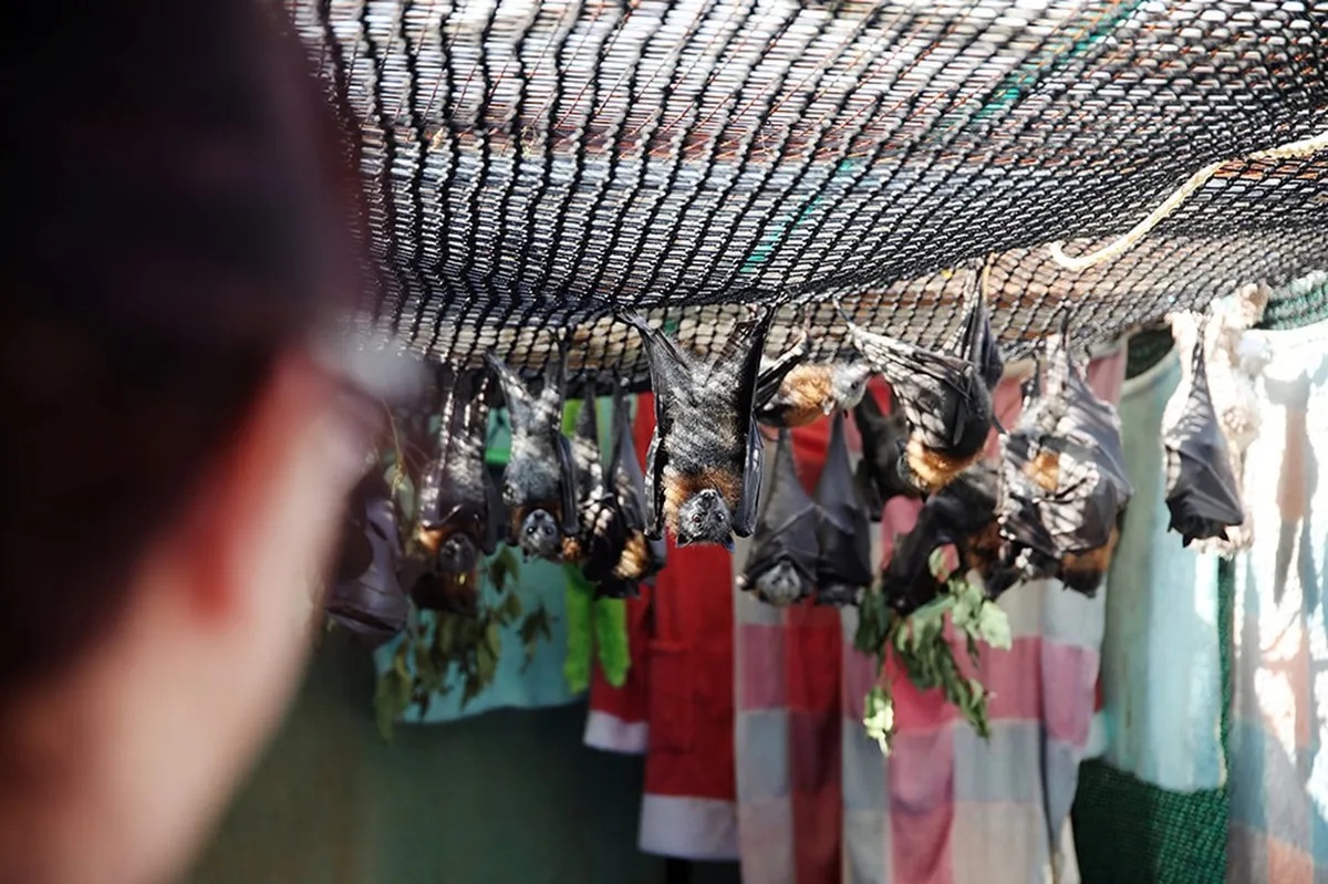 Bat meat still popular in parts of Indonesia despite coronavirus fears ...