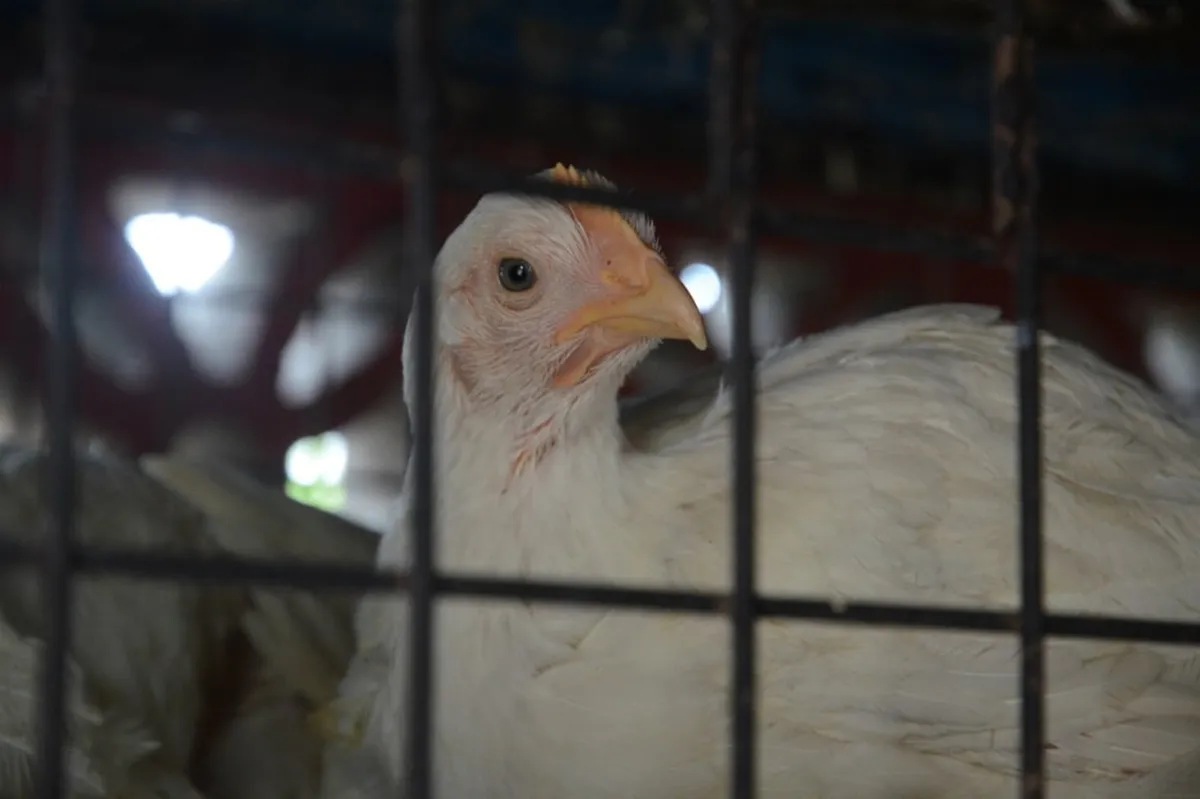 Croatian footballer in trouble for killing chicken on pitch | ABS-CBN News