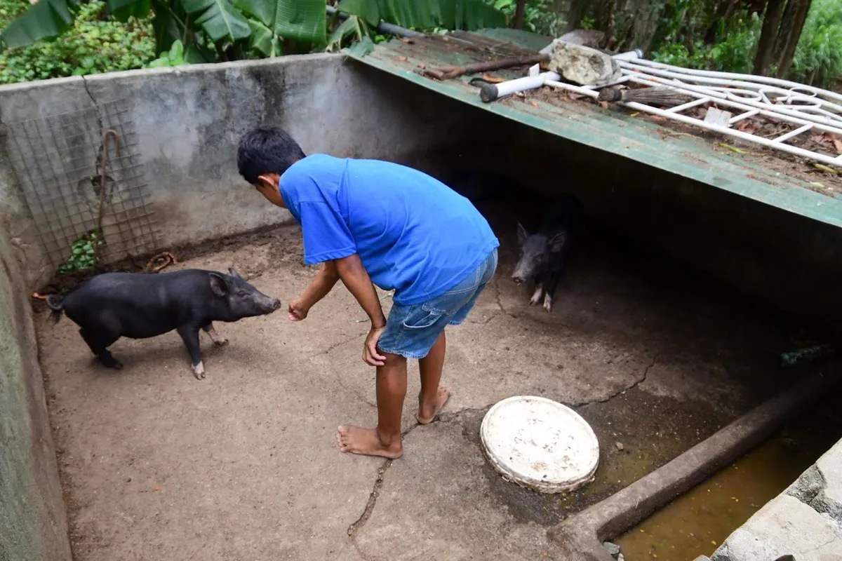 ASF vaccination to be expanded outside Batangas soon: agri dept | ABS ...