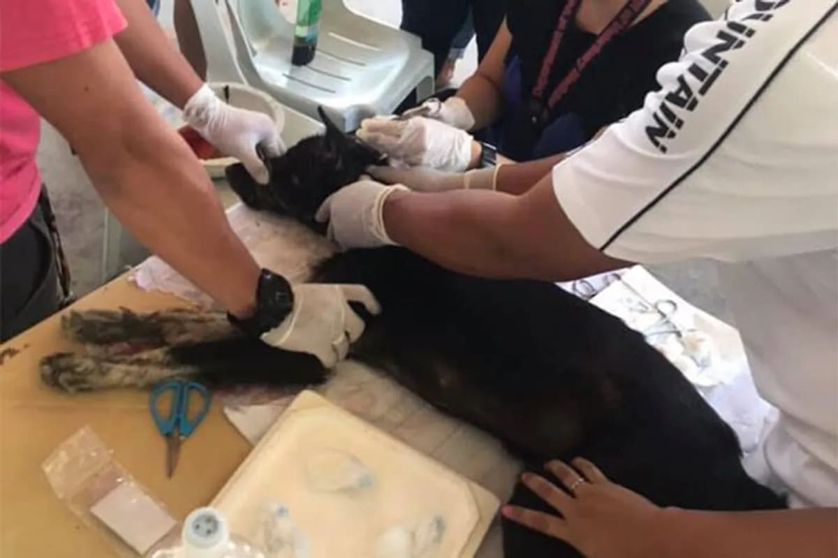 Dog wounded after hacking incident in Cebu | ABS-CBN News
