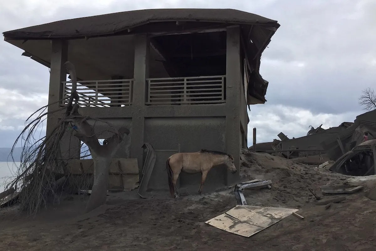 PETA may agam-agam sa kapalaran ng mga nasagip na kabayo sa Taal ...
