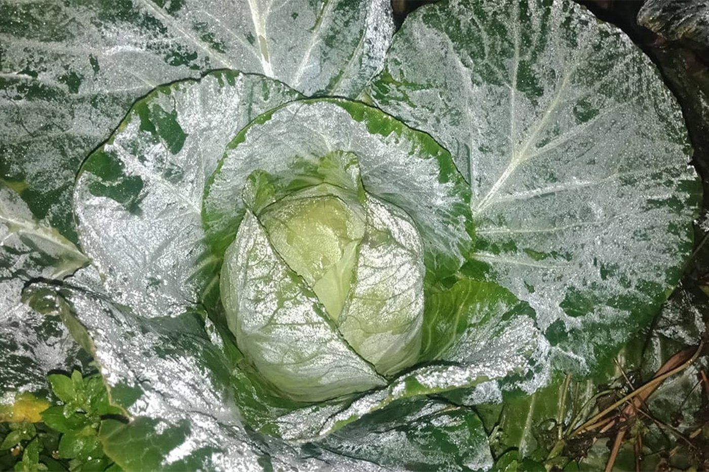 Mga gulay sa Benguet, nababalot na ng frost | ABS-CBN News