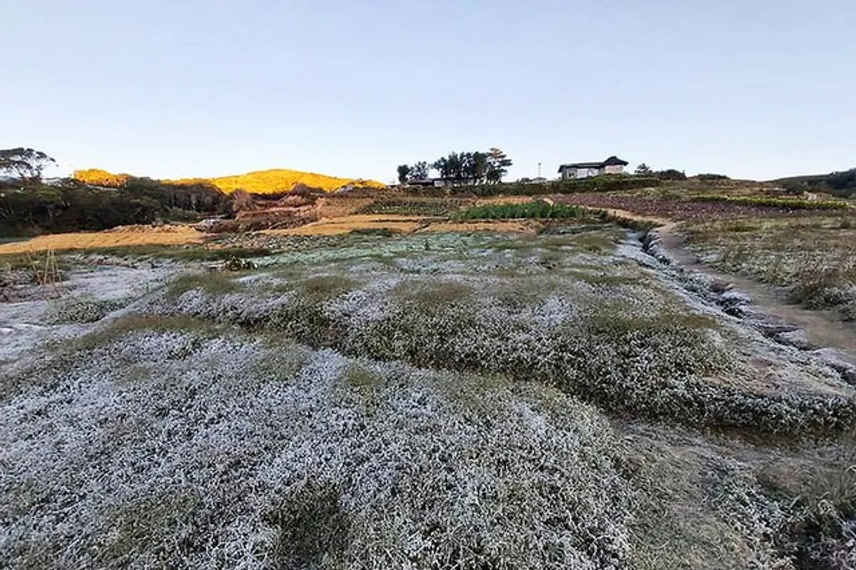 Mga cabbage rose sa isang Benguet farm, tinamaan ng frost | ABS-CBN News