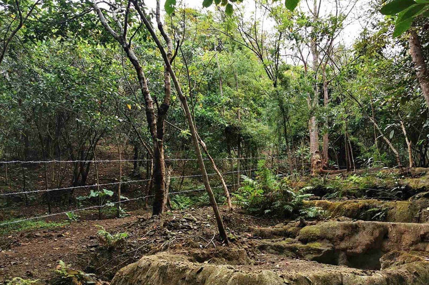 LOOK: Quarry operations in Rizal affect reforestation efforts of ...