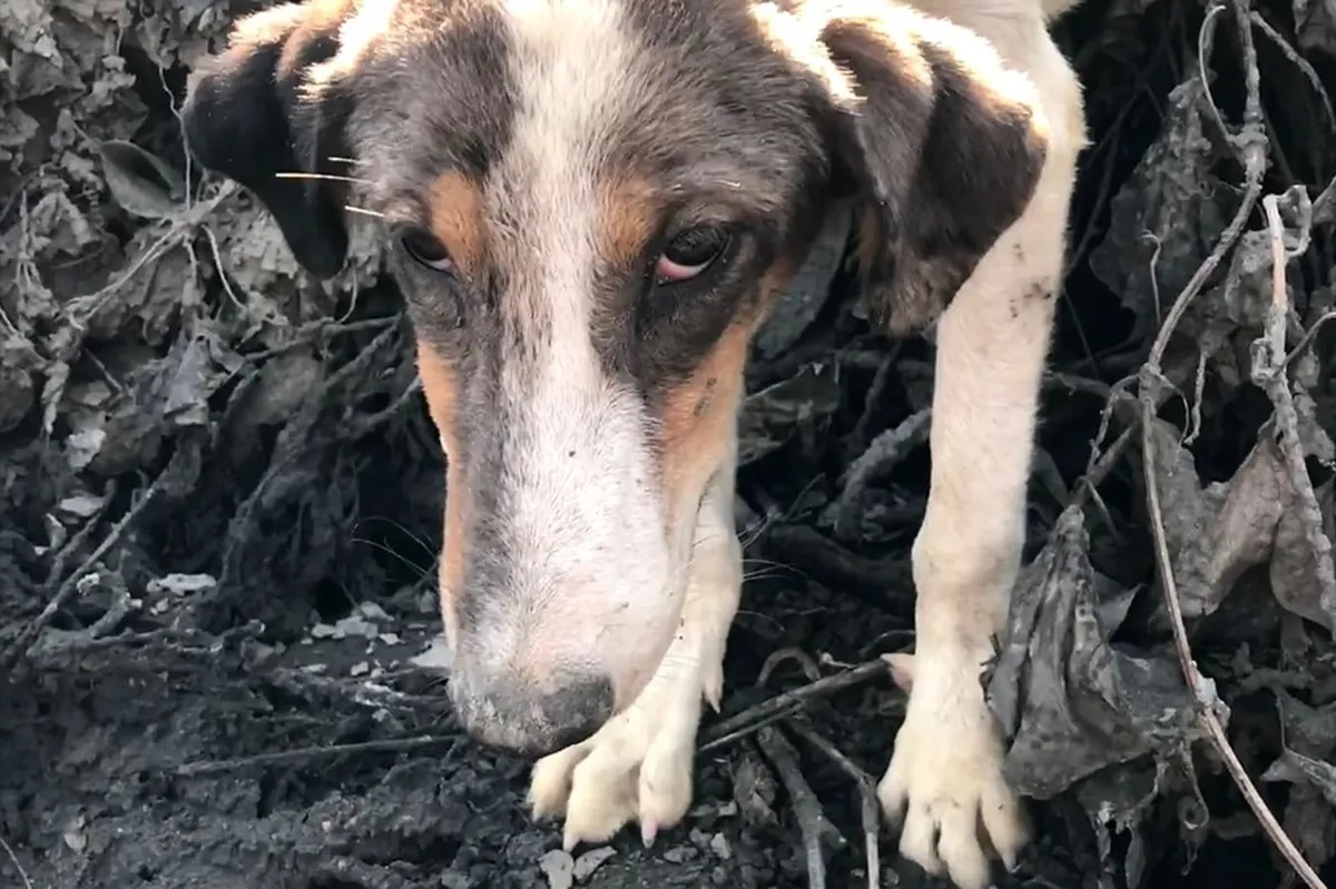 WATCH: PETA rescues dog trapped on Taal Volcano island | ABS-CBN Lifestyle