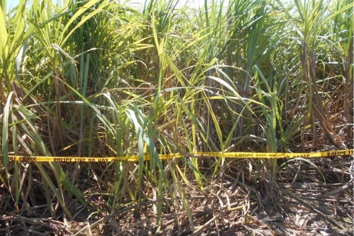 Batang babae, natagpuang patay sa tubuhan sa Negros Occidental | ABS ...