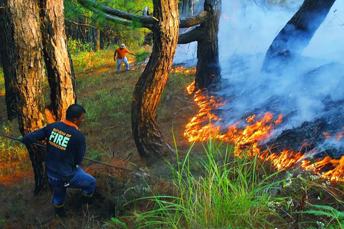 'Kaingin', cattle-raising linked to Benguet forest fire | ABS-CBN News 'Kaingin', cattle-raising linked to Benguet forest fire | ABS-CBN News