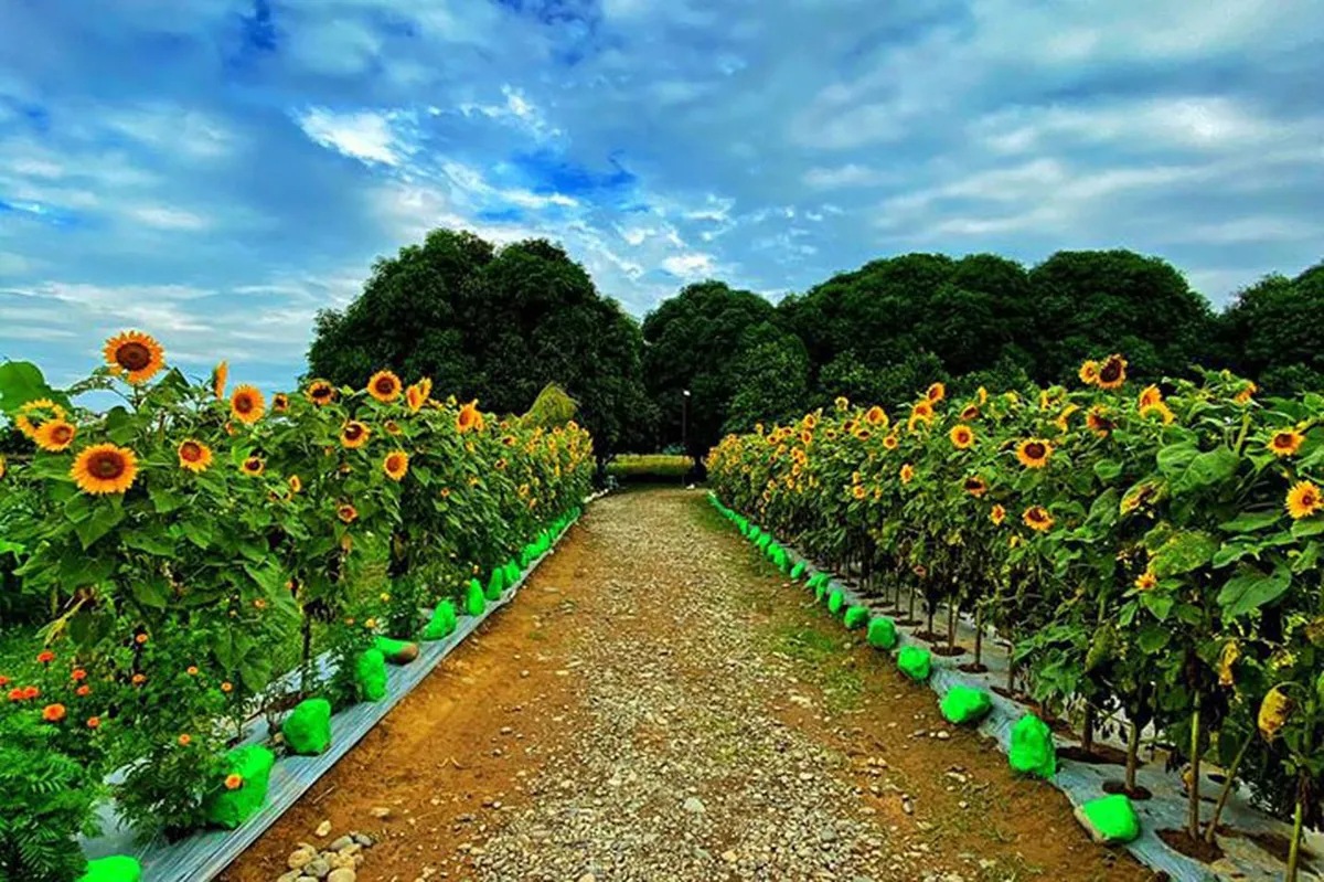 Flower farm sa Pangasinan, patok na pasyalan ngayong holiday break ...