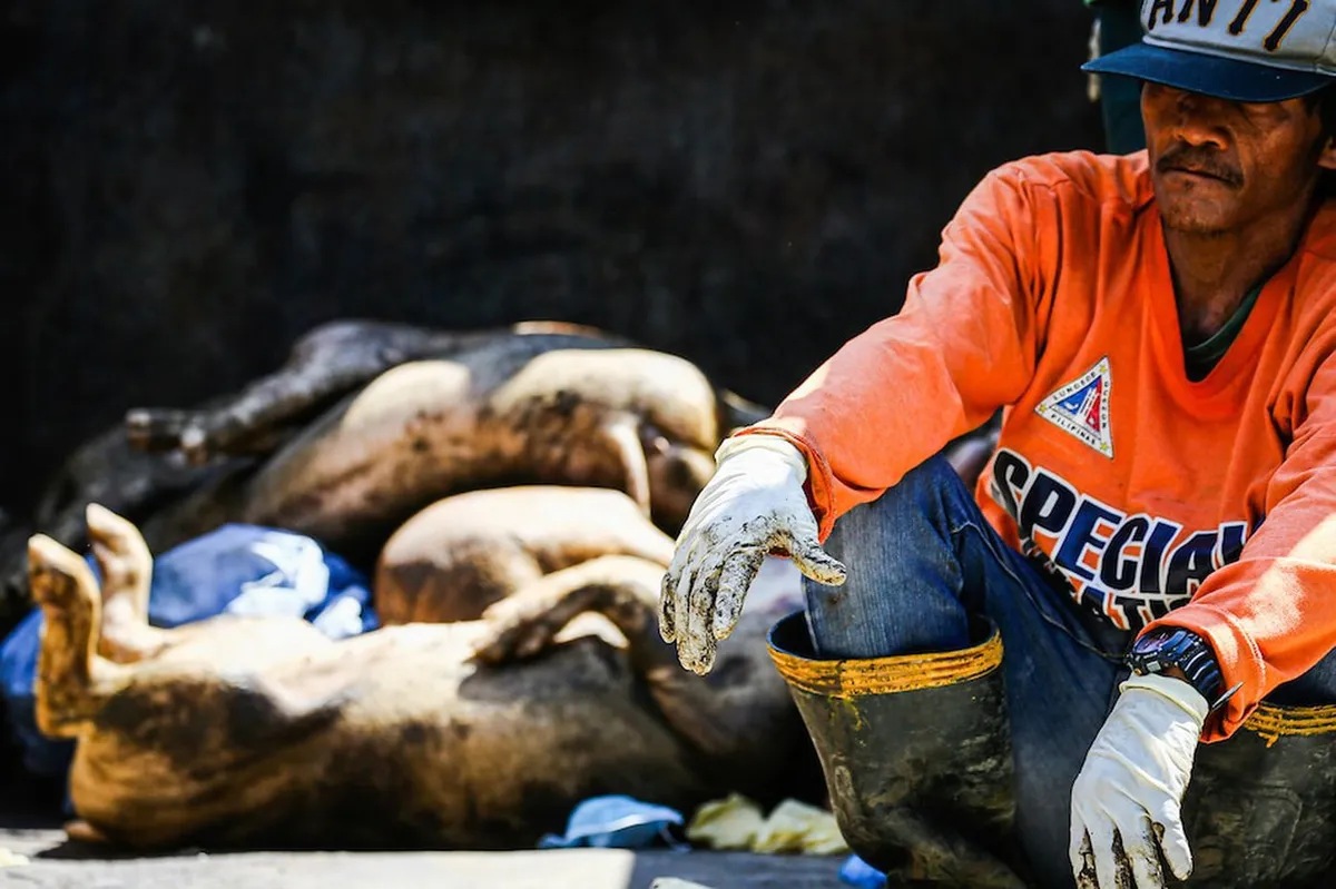 'Di lang COVID-19': ECQ napigilan din ang pagkalat ng ASF, ayon sa DA ...