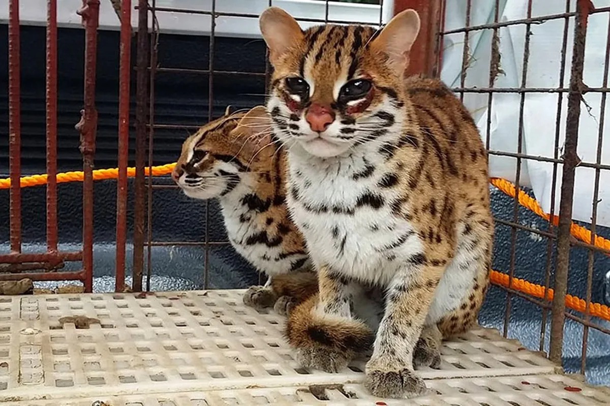 2 rescued Visayan leopard cats brought to conservation center in Iloilo ...