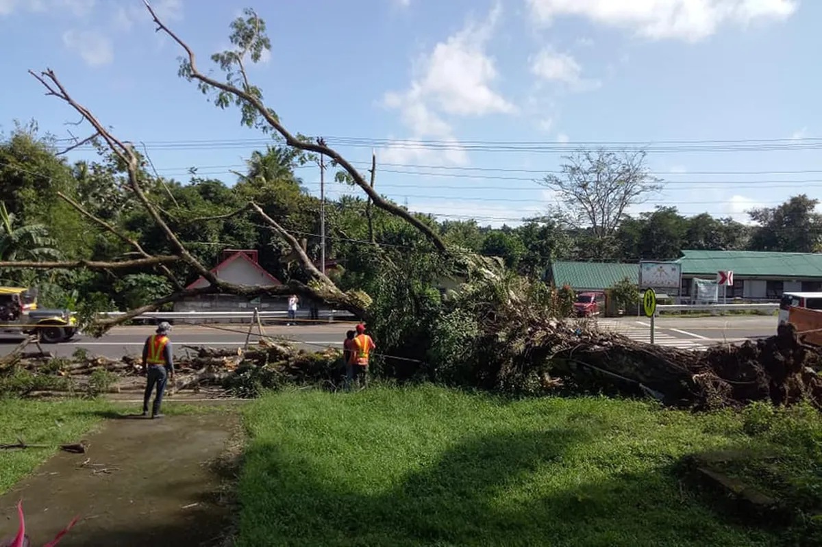 1 patay, 2 sugatan sa nabuwal na puno sa Sorsogon | ABS-CBN News