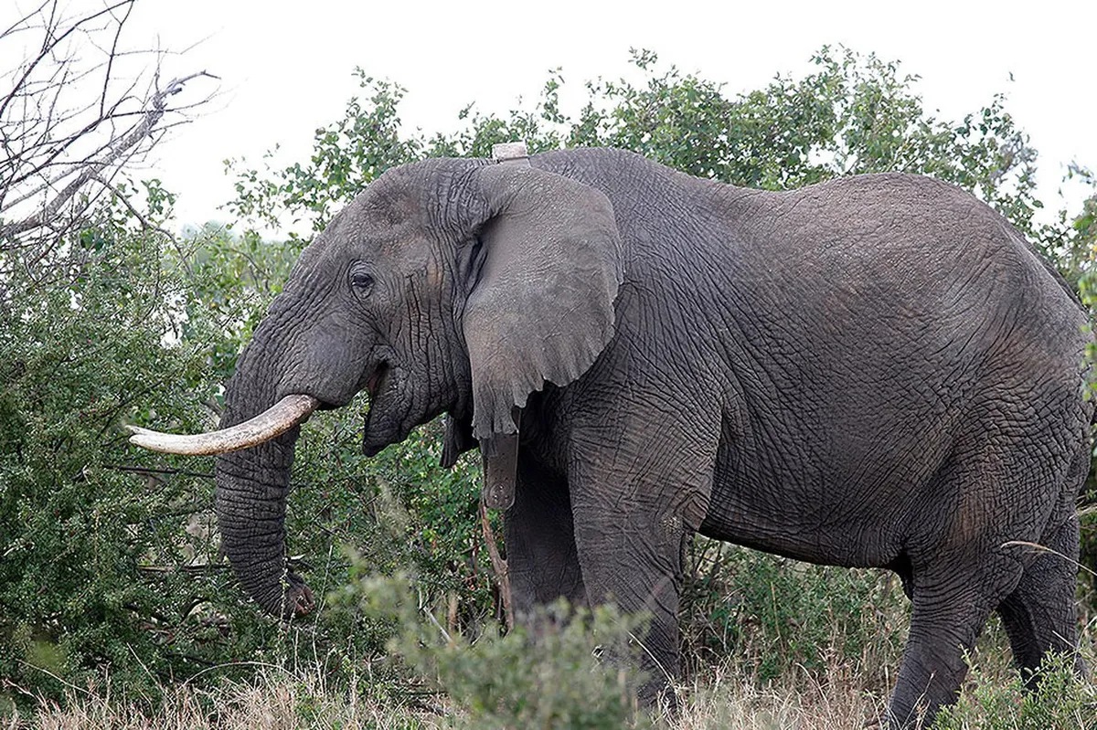 Sri Lanka elephants run amok, 17 injured | ABS-CBN