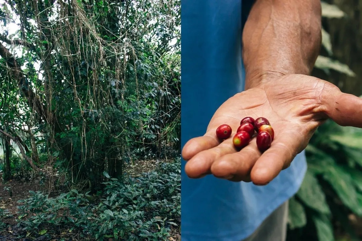 LOOK! Sagada's 100-year old coffee trees | ABS-CBN Lifestyle