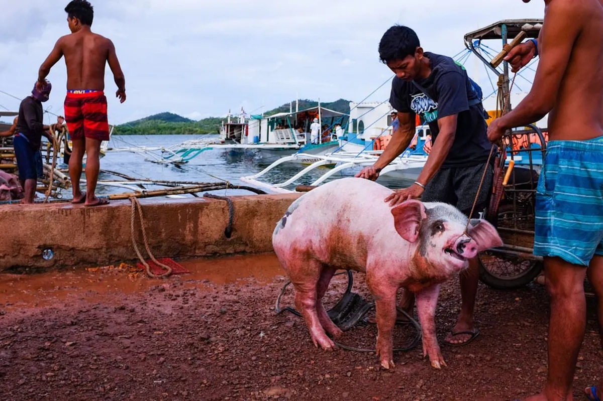 DA: Tulong sa mga hog raiser na naapektuhan ng ASF, dadagdagan | ABS ...