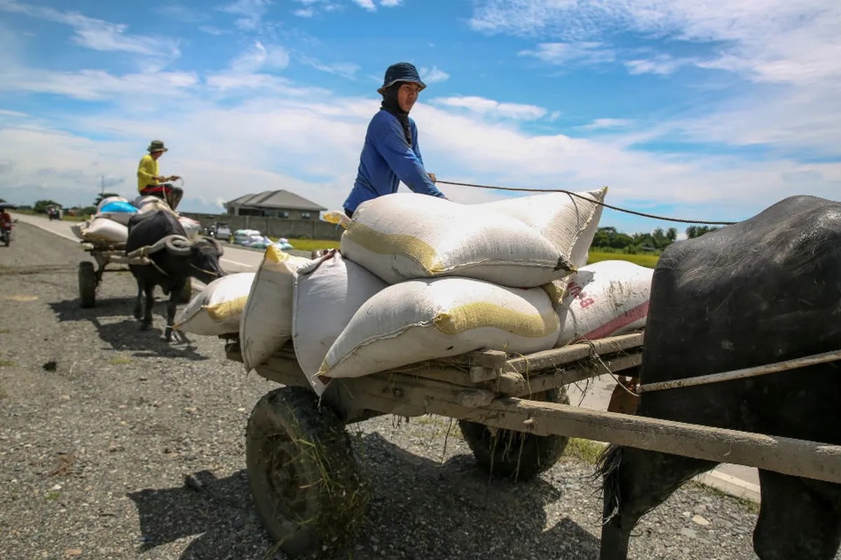 In the Philippines' rice granary, farmers endure falling grain prices ...