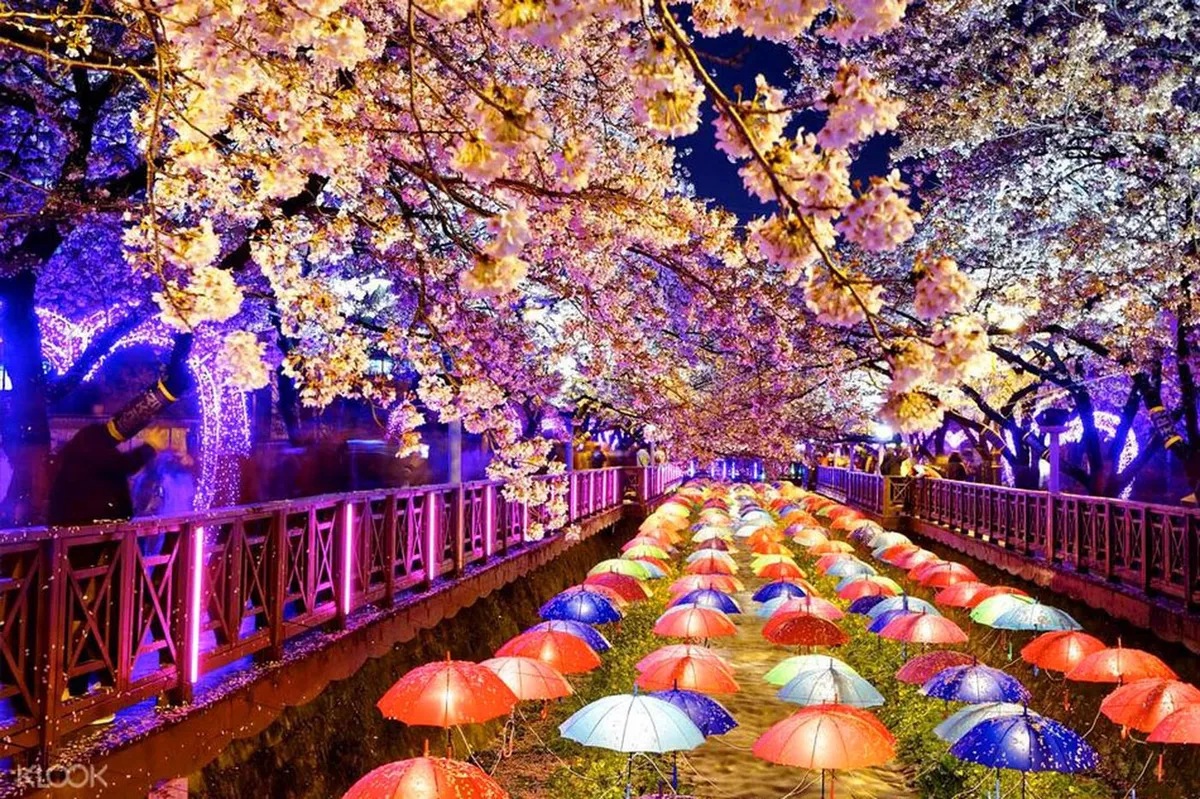 How to get the best sakura experience in your next travel | ABS-CBN ...