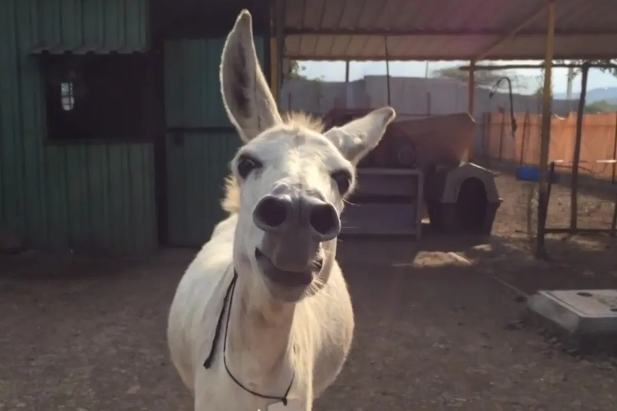 Viral: Singing donkey becomes Indian sensation | ABS-CBN News
