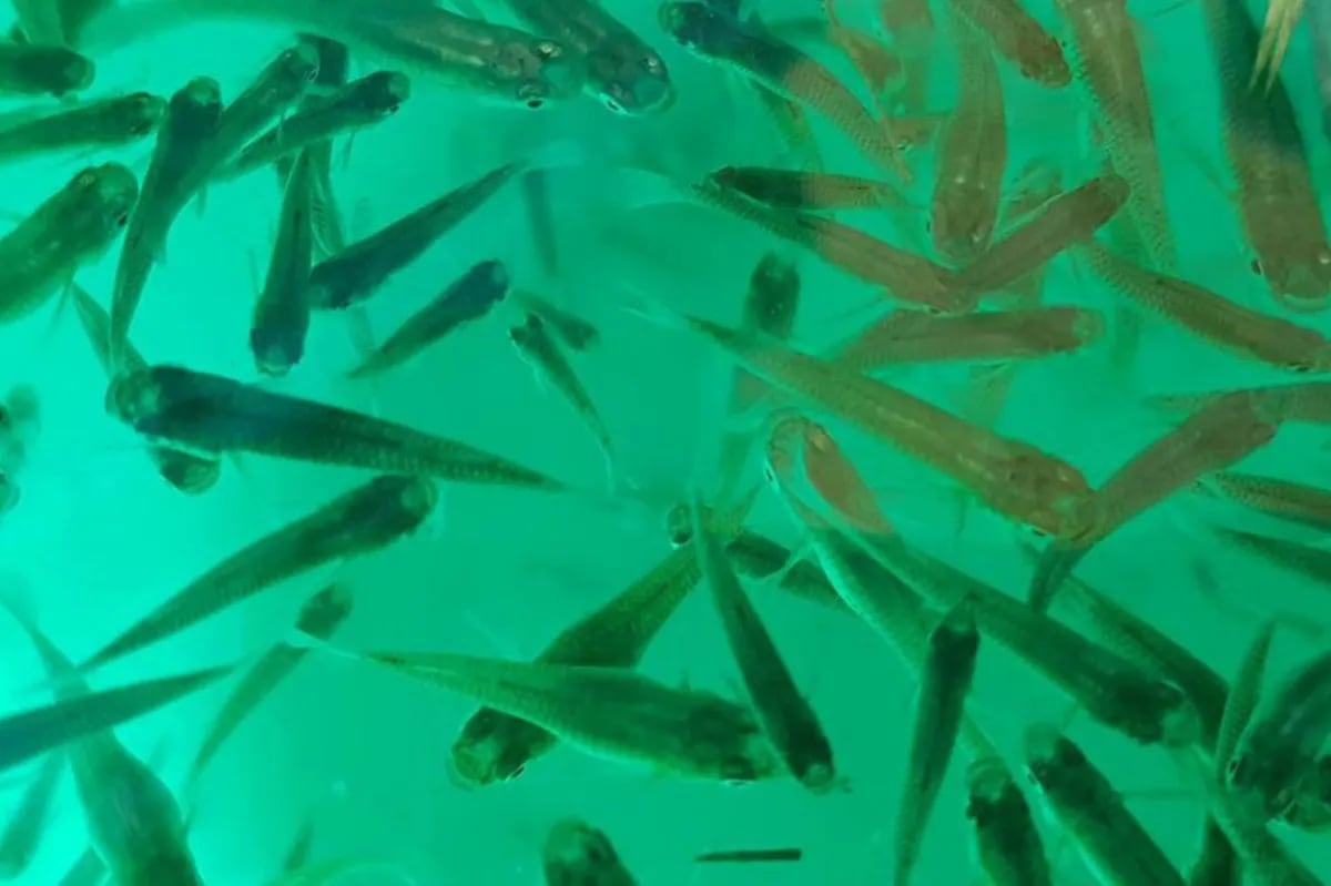 Fish vs dengue: Experts tap 'kataba' to eat mosquito larvae | ABS-CBN News