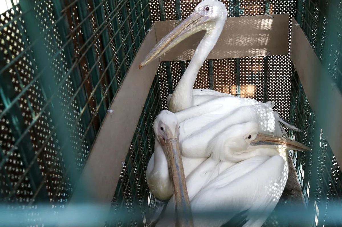 More than 40 zoo animals evacuated from Gaza Strip | ABS-CBN