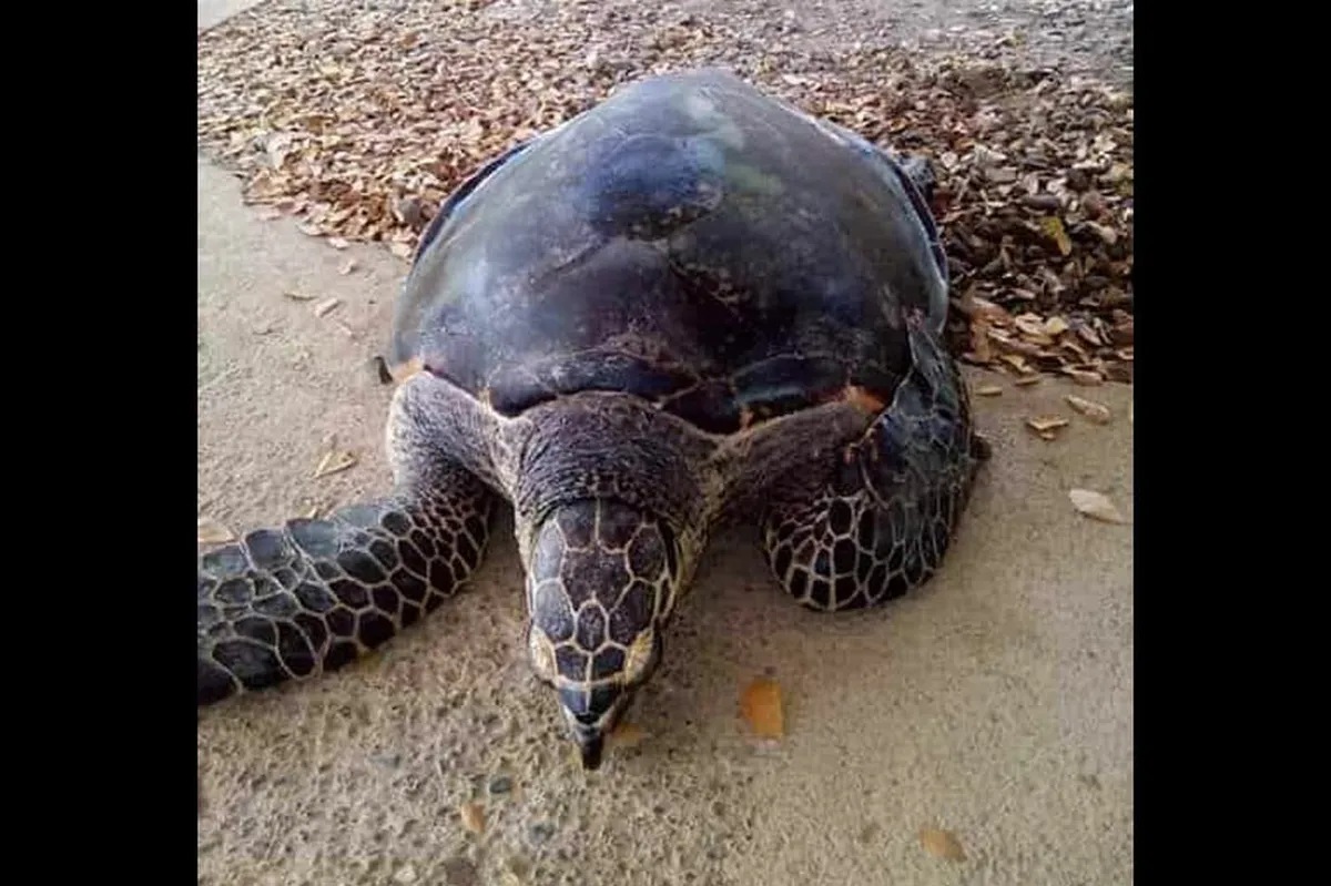 Pawikan natagpuan sa baybayin ng Pangasinan | ABS-CBN News