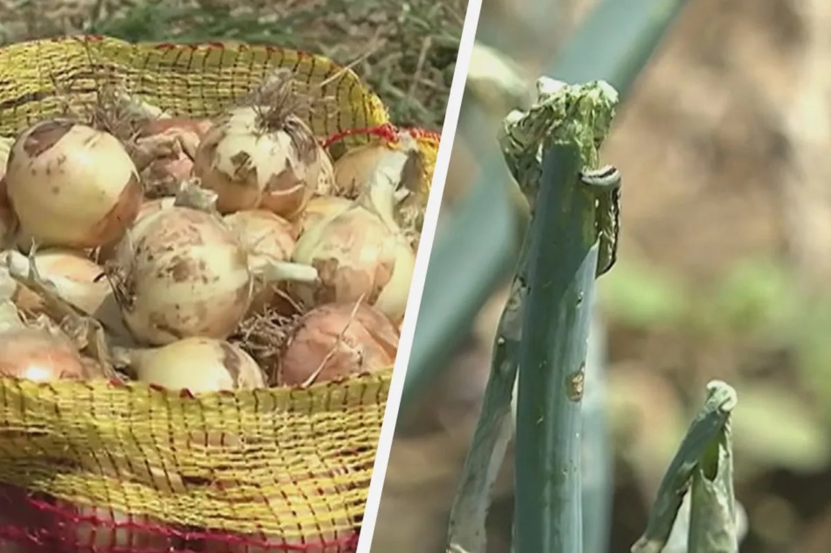 Ilang taniman ng sibuyas sa N. Ecija, pinepeste ng mga uod | ABS-CBN News