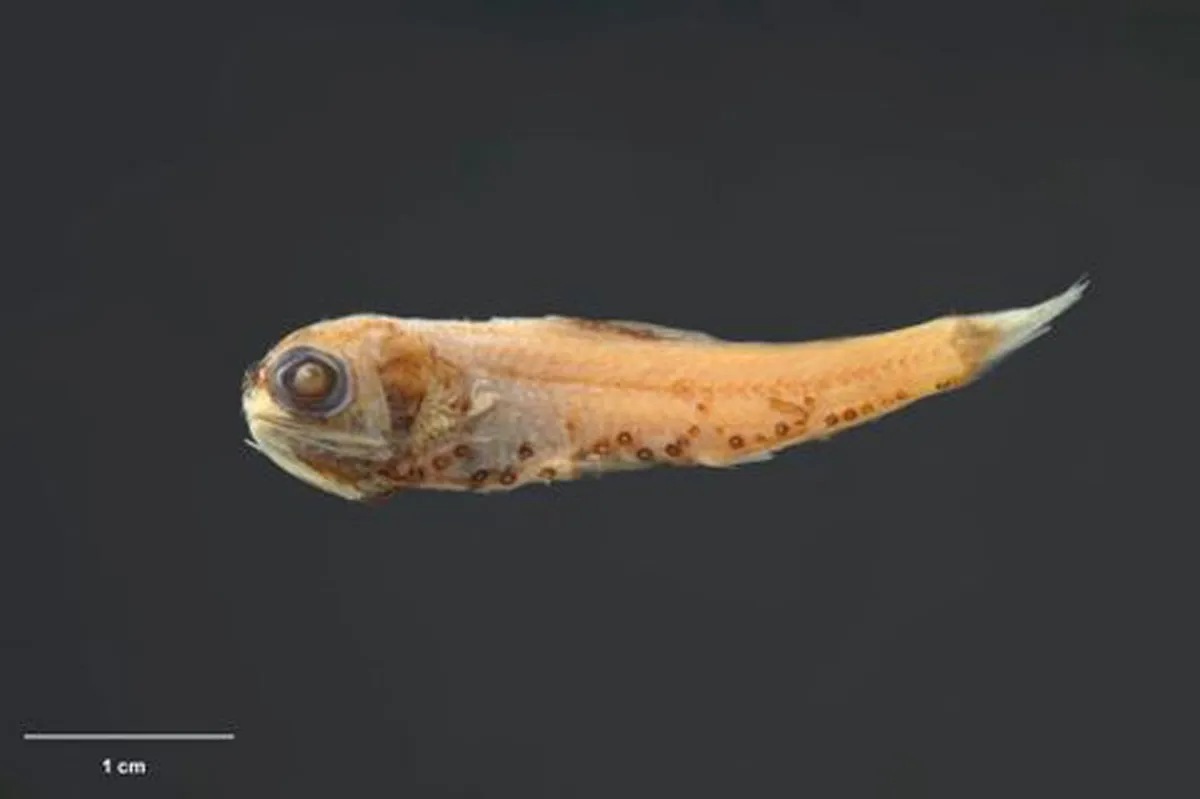 Unique genetic adaptation lets deep-sea fish see color in the darkness ...