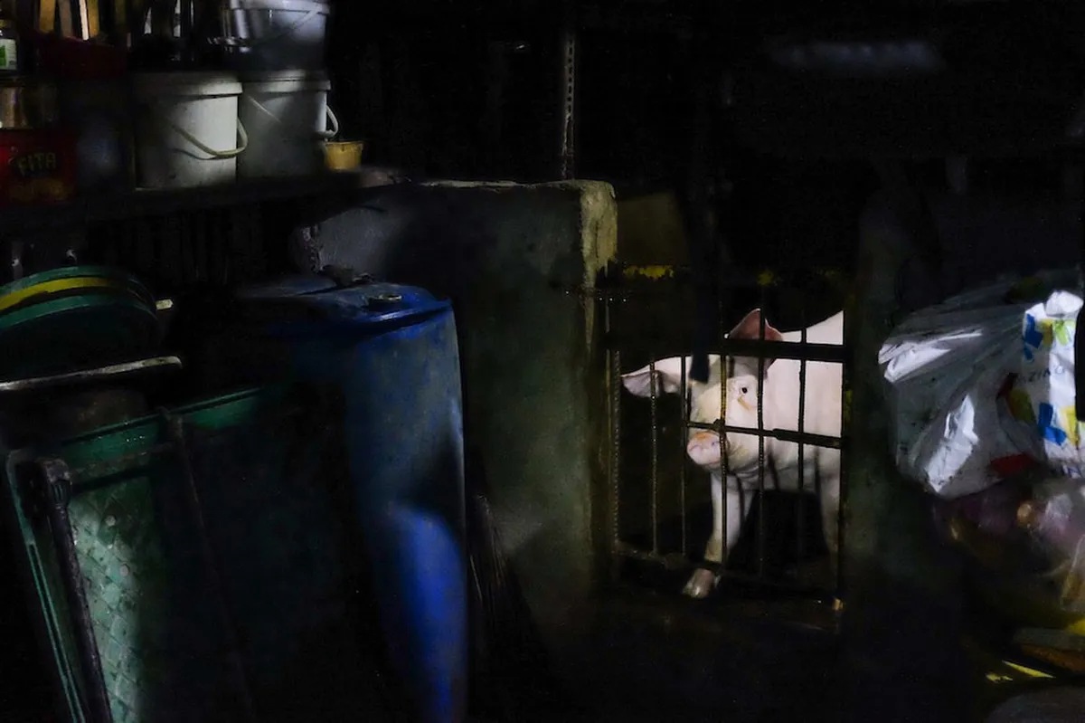 Produksiyon ng hamon babawasan; 10,000 seasonal jobs apektado dahil sa ...