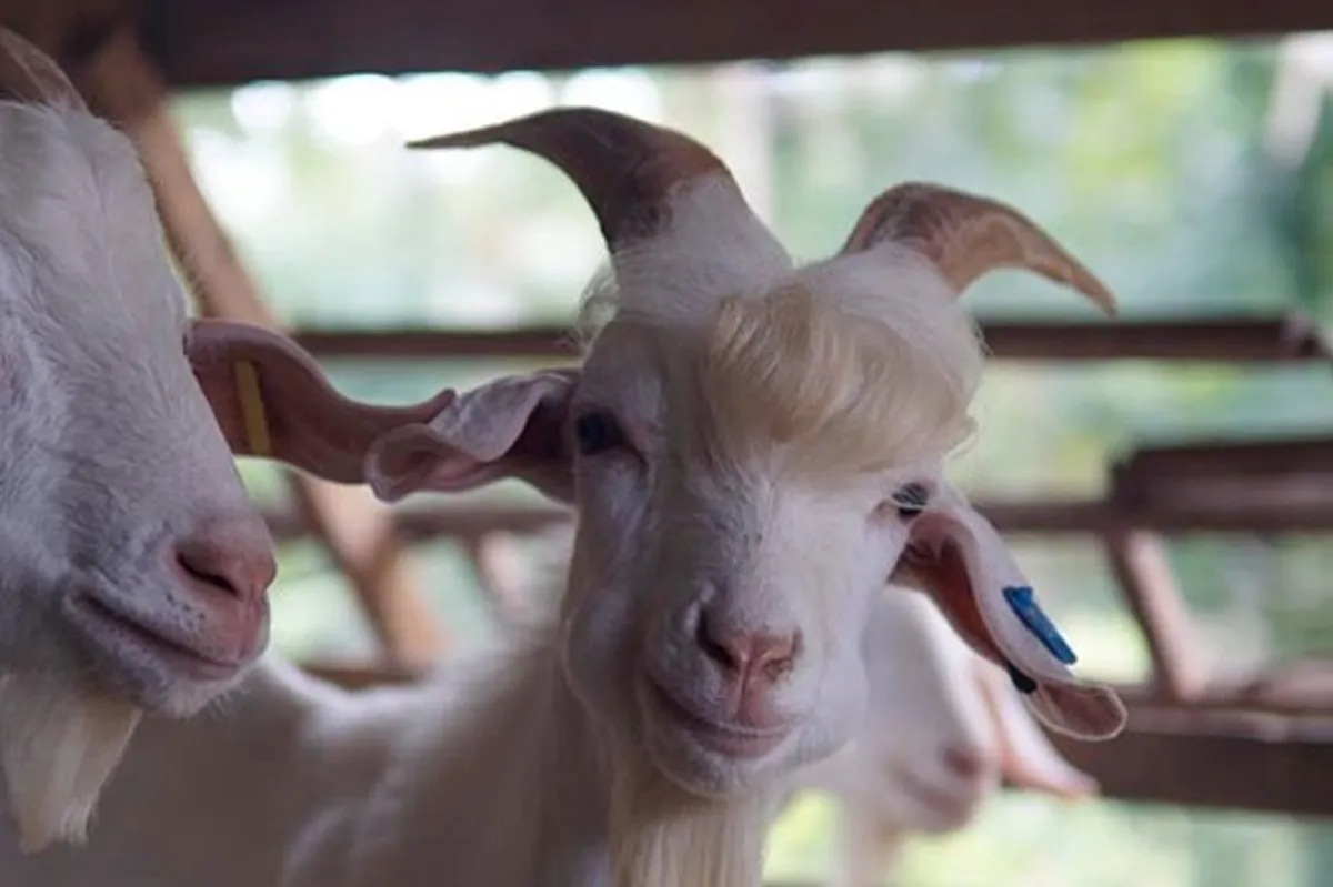 Meeh...meeh dating! Larawan ng 'poging' kambing nag-viral | ABS-CBN