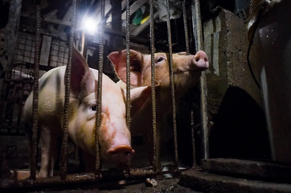 Mga baboy sa isang barangay sa Antipolo positibo sa ASF | ABS-CBN News