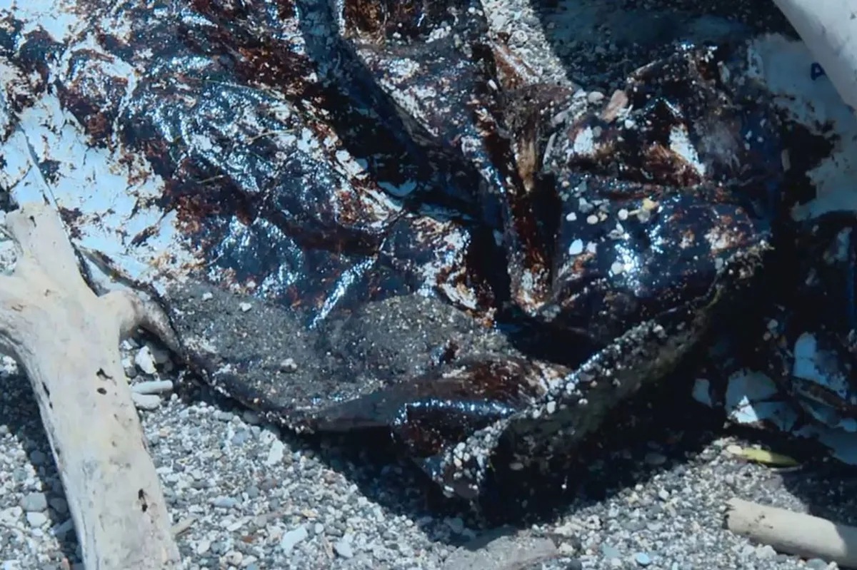 Ilang negosyante sa Batangas City naperwisyo ng oil spill | ABS-CBN News Ilang negosyante sa Batangas City naperwisyo ng oil spill | ABS-CBN News