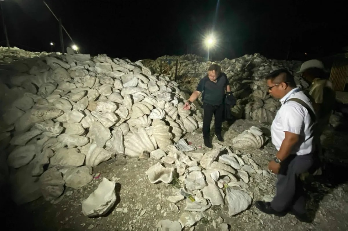 Higit P2-bilyong halaga ng taklobo nasabat sa GenSan | ABS-CBN News