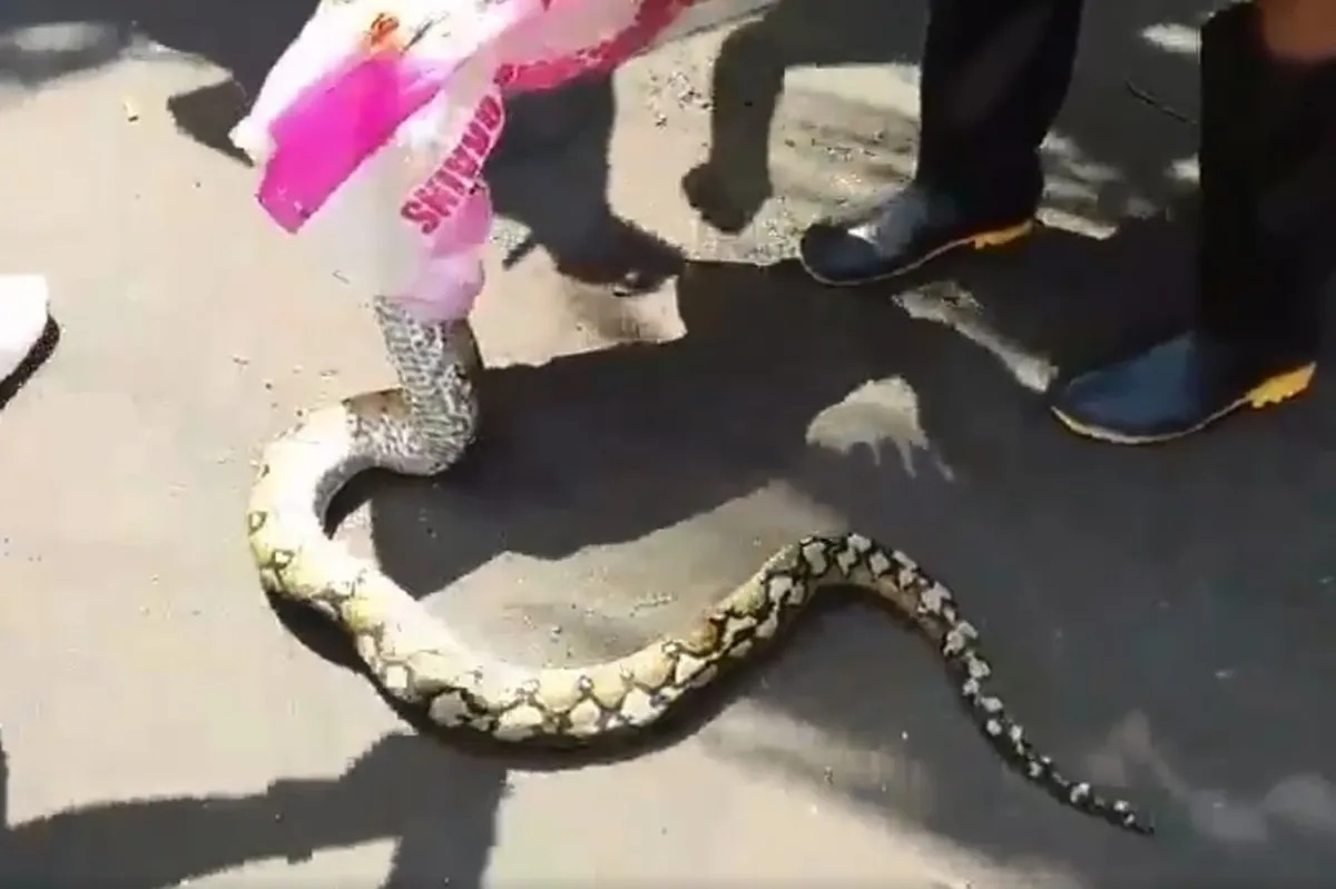 TINGNAN: 7 talampakang sawa nahuli sa ilog sa Cavite | ABS-CBN News