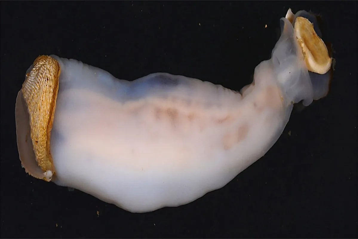 New species of rock-eating shipworm found in Philippine river | ABS-CBN ...